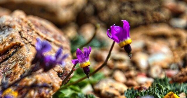 Pebble Plains Spring to Life | Big Bear Lake, CA