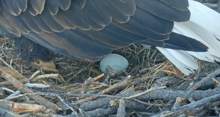 Live from Big Bear: Watch Jackie & Shadow Bald Eagles 24/7 | Big Bear ...